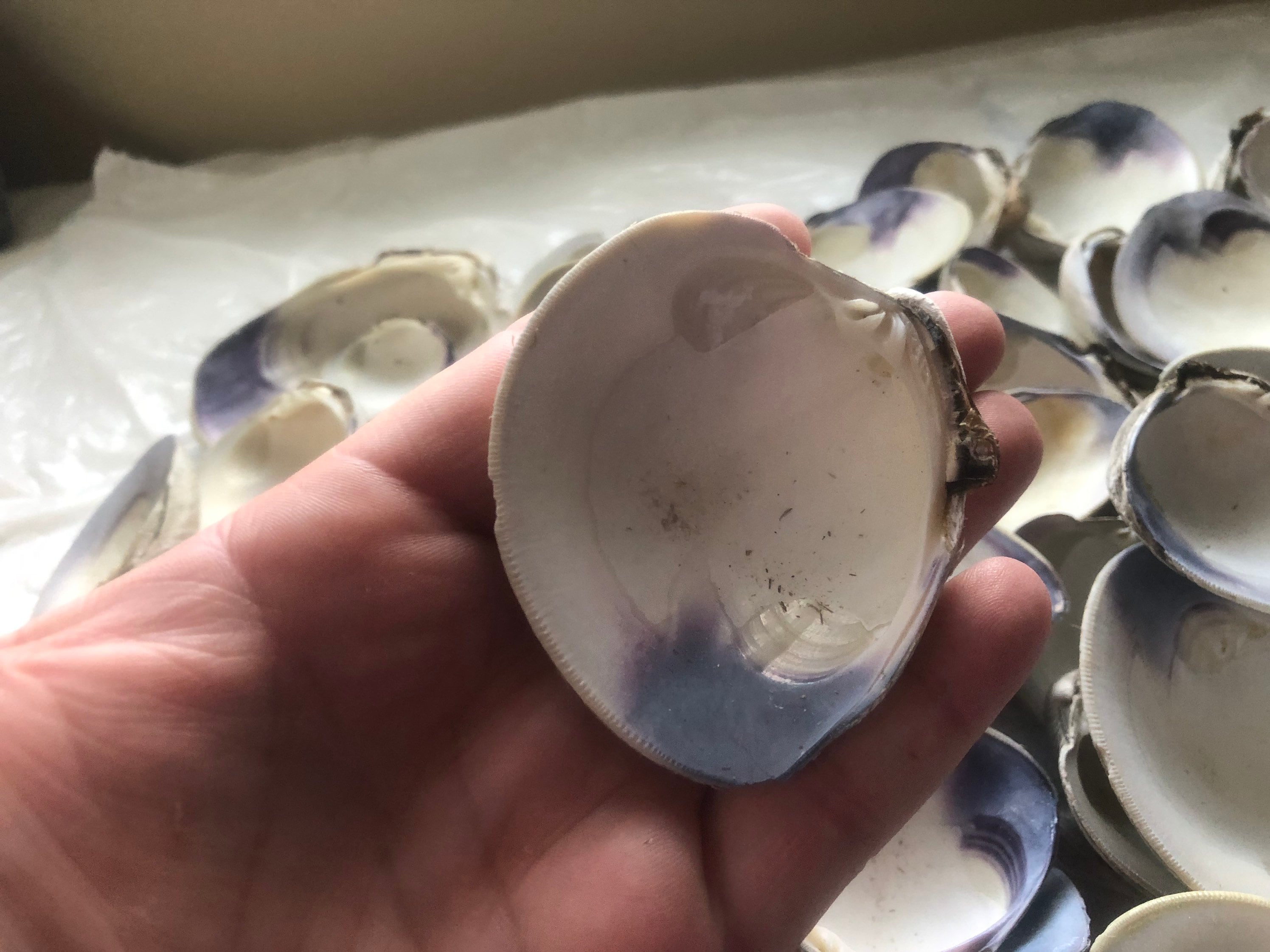 Quahog Shells W/ Wampum - Etsy
