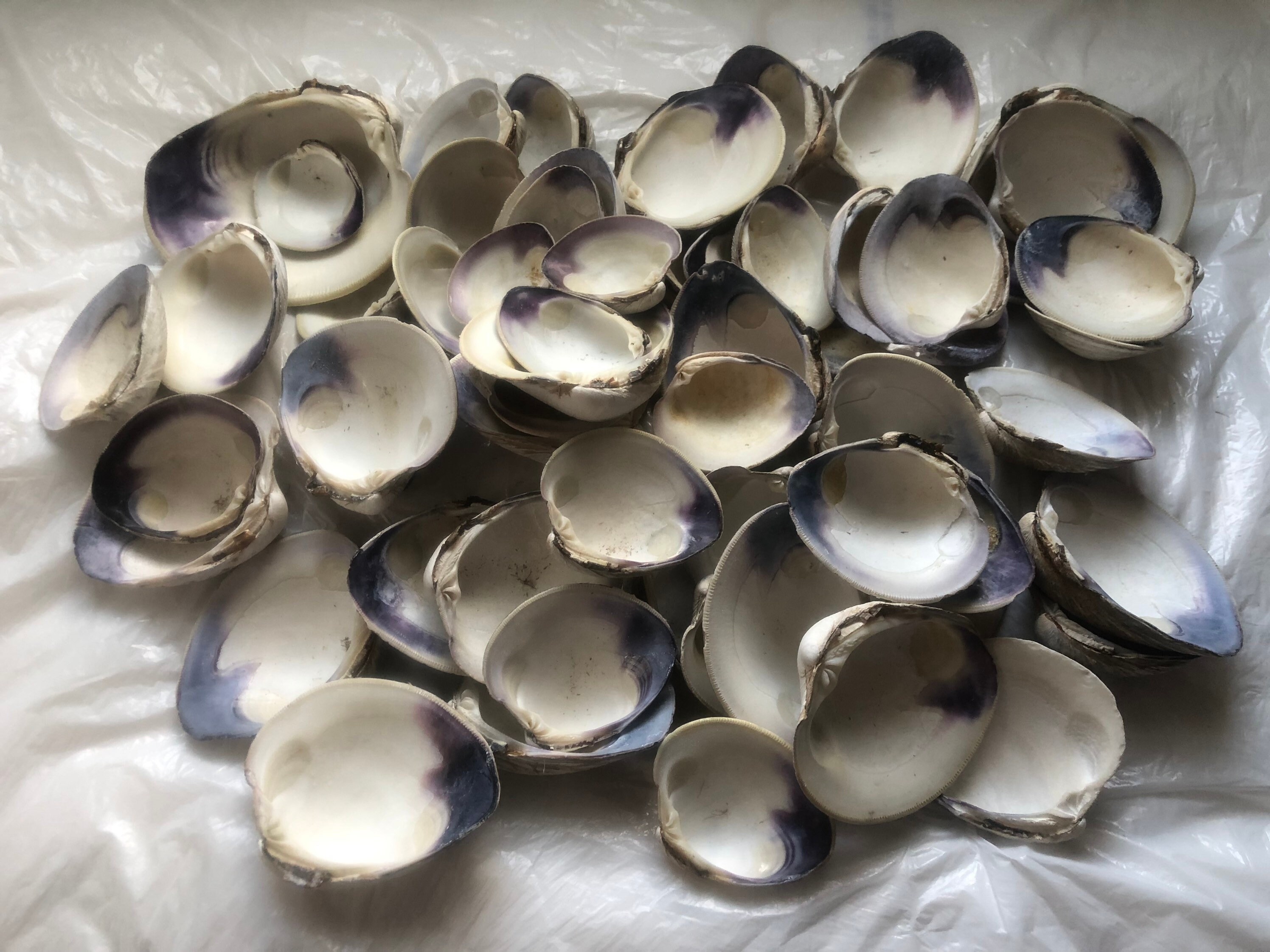 Quahog Shells W/ Wampum - Etsy