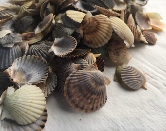 Scallop Shells Bulk - Etsy
