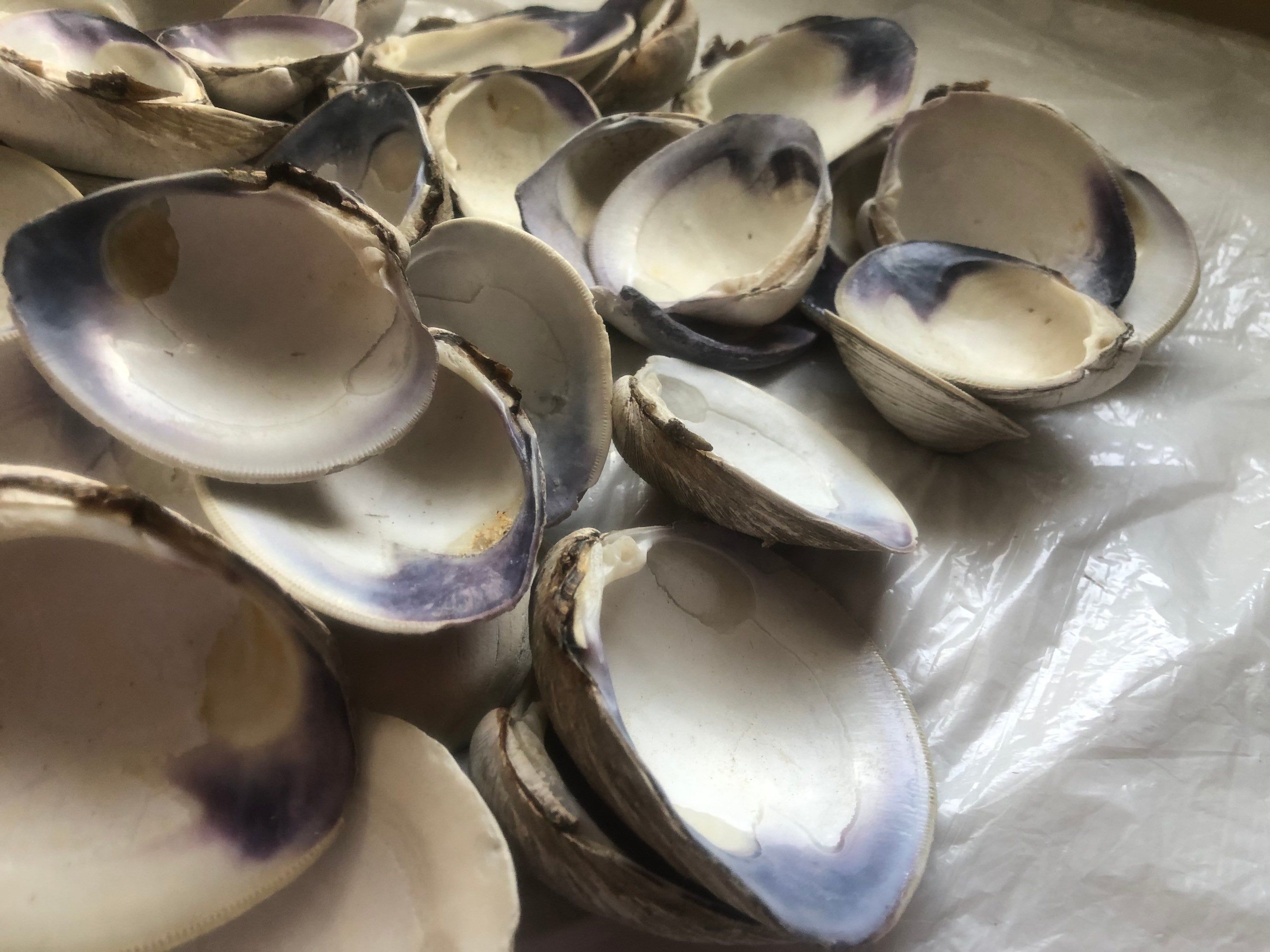 Quahog Shells W/ Wampum - Etsy