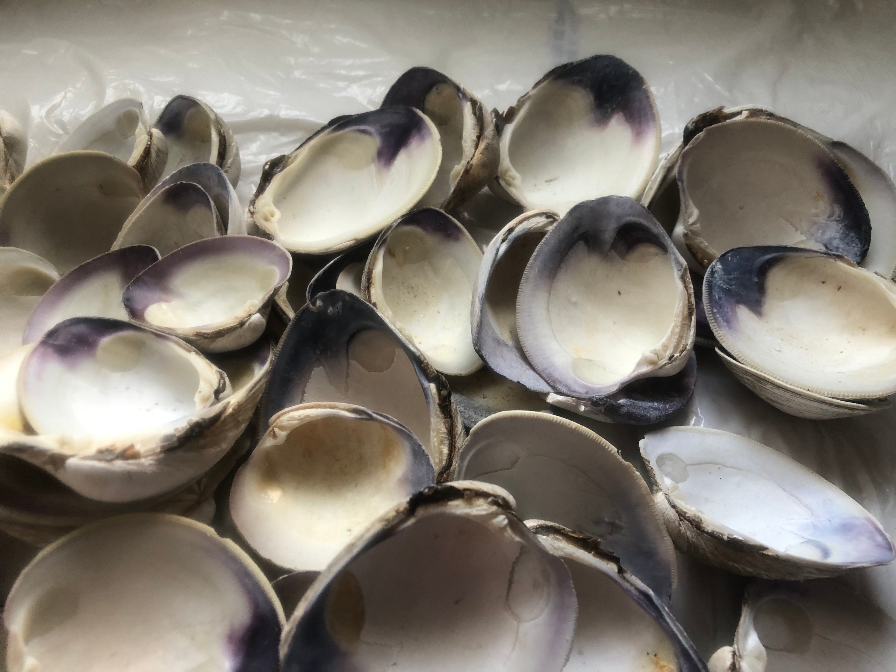 Quahog Shells W/ Wampum - Etsy