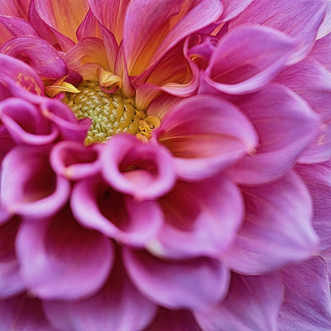Printable Pink Dahlia Flower Floral Wall Art Digital Download - Etsy