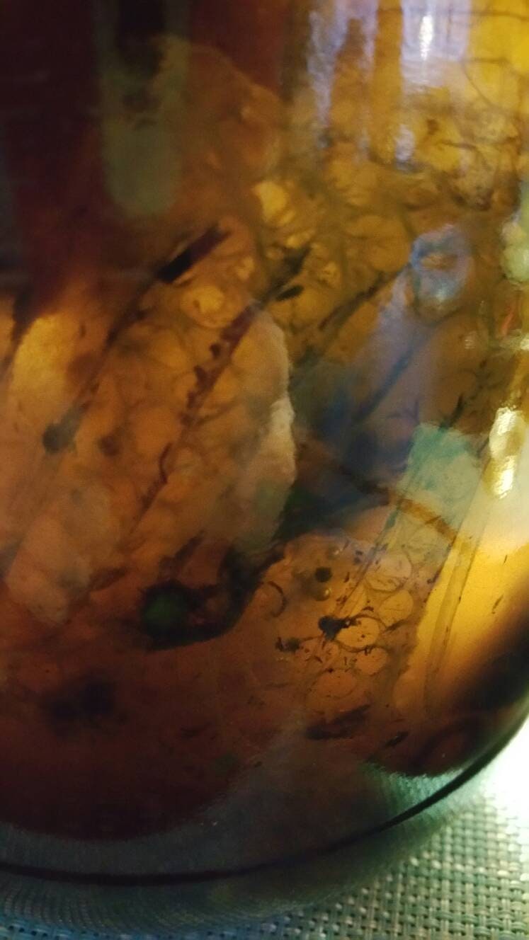 DUME Oil. Death/destruction Unto My Enemy. High Priestess Made | Etsy