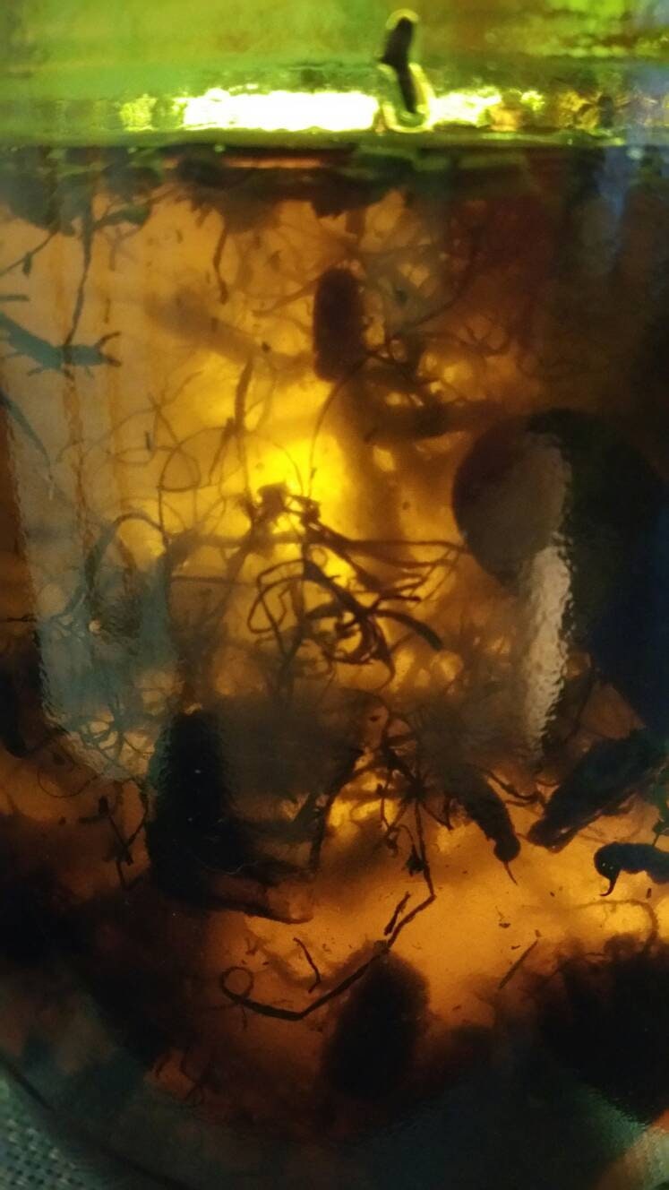 DUME Oil. Death/destruction Unto My Enemy. High Priestess Made | Etsy