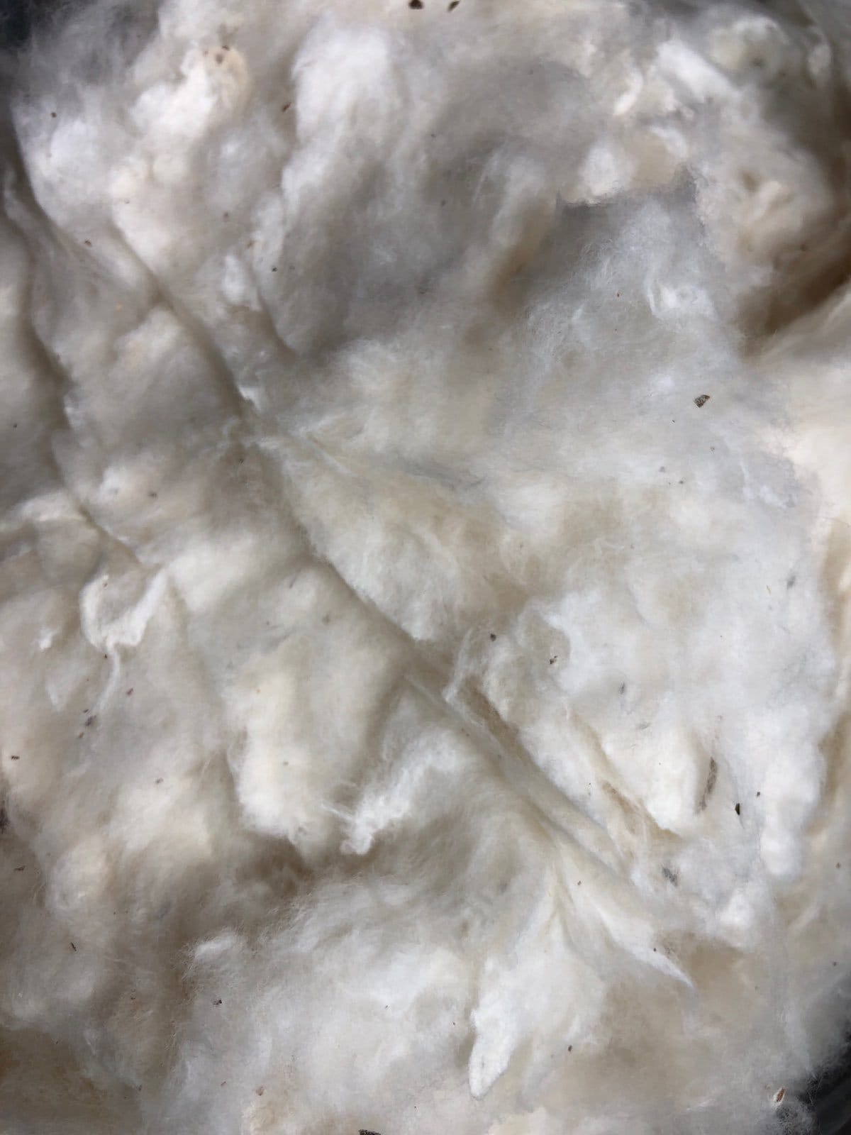 Raw Cotton Domestic Organic Natural Cotton for Spinning | Etsy