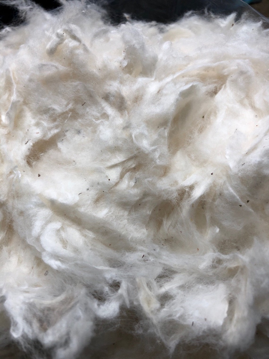 Raw Cotton, Domestic, Organic, Natural Cotton for Spinning, Felting, or ...