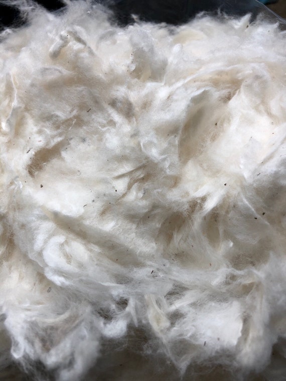 Raw Cotton Domestic Organic Natural Cotton for Spinning | Etsy
