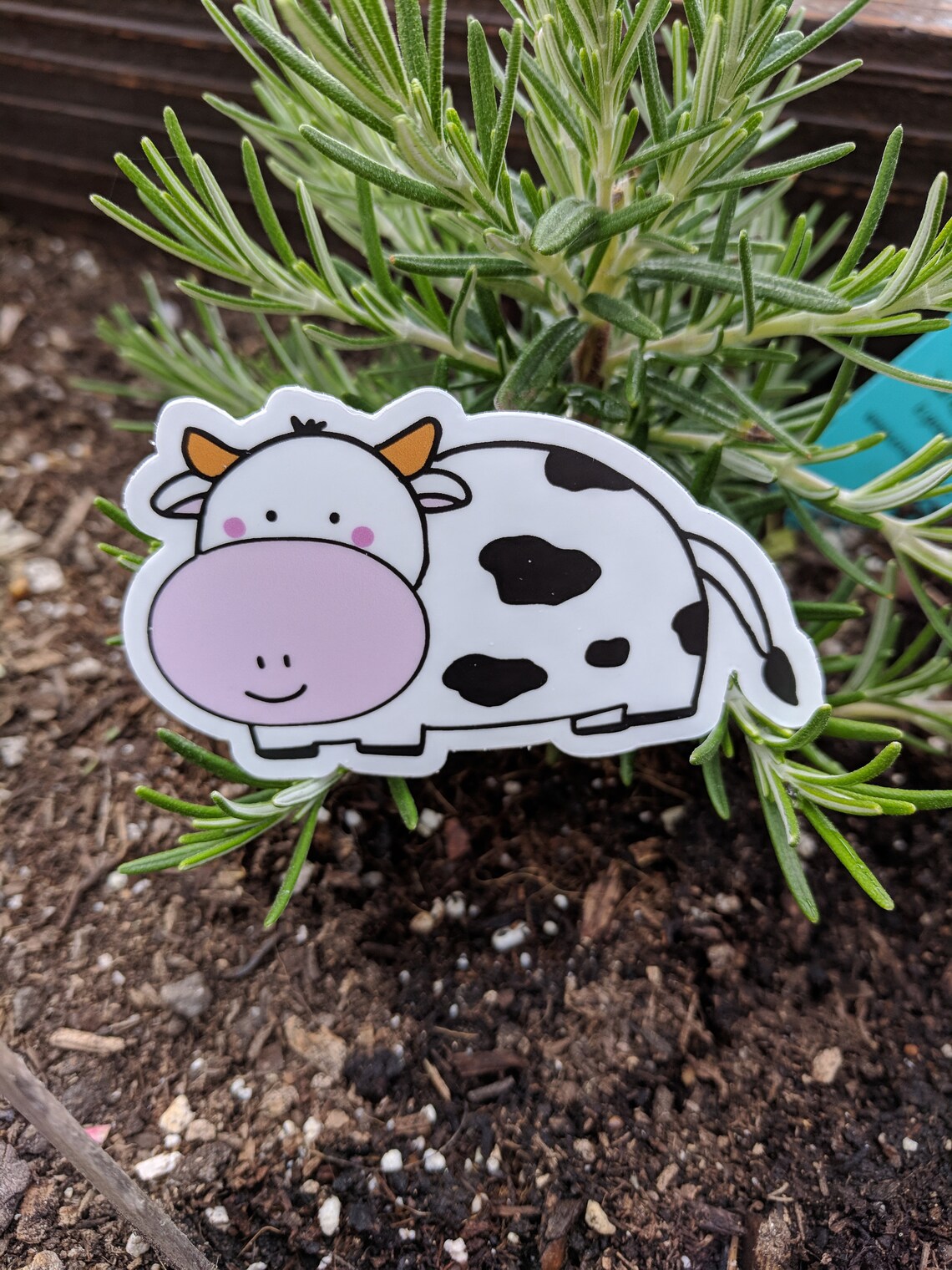 Cow Sticker Cute Cow Vinyl Sticker Cow Vinyl Sticker - Etsy
