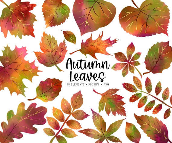 Autumn Leaves Clipart Watercolor Fall Leaves Clipart Autumn | Etsy