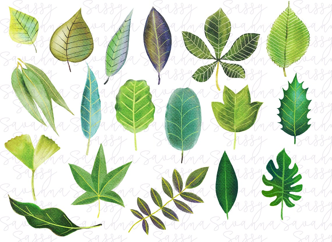 Watercolor Leaves Clipart Clip Art PNG Free Commercial Use Leaf Nature ...
