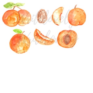 Fruit Clip Art - Watercolor Clip Art Apricot Food Graphics Commercial ...