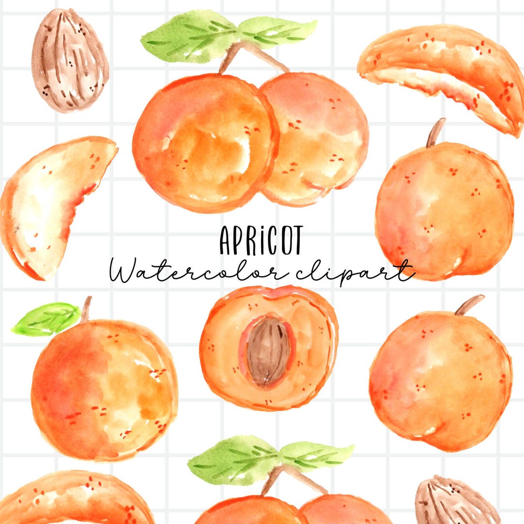 Fruit Clip Art - Watercolor Clip Art Apricot Food Graphics Commercial ...