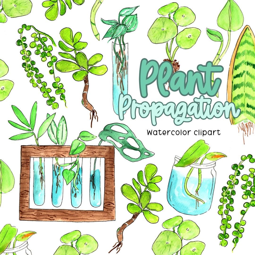 Watercolor Clipart - Plant Propagration, House Plants, Snake Plant ...
