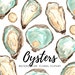 Watercolor Clipart Oyster Clipart Summer Clip Art - Etsy