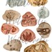 Watercolor Fossil Clipart -dinosaur Graphics - Animal Illustration ...