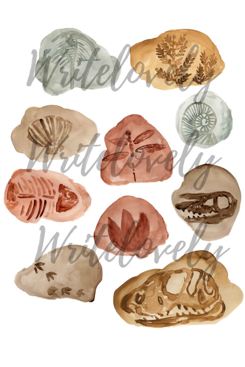 Watercolor Fossil Clipart dinosaur Graphics Animal - Etsy