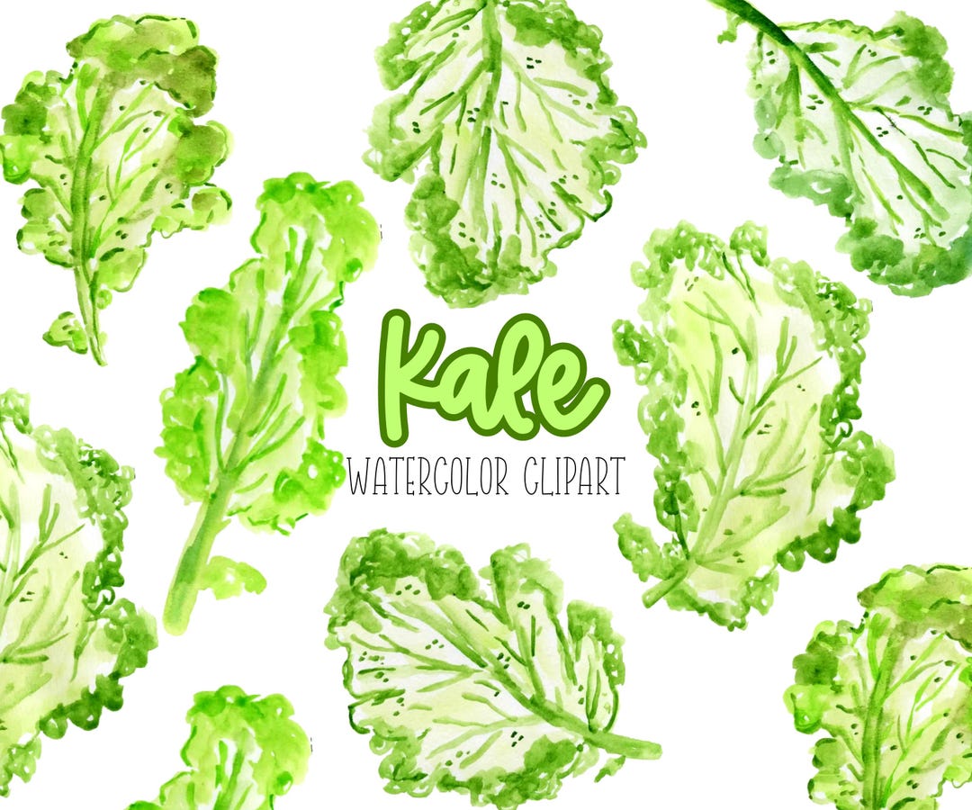 Watercolor Clip Art - Kale Clip Art - Vegetable - Greens - Food ...