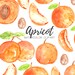 Fruit Clip Art - Watercolor Clip Art Apricot Food Graphics Commercial ...