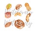 Watercolor Clipart - Food Clipart - Nut Clipart - Mix Nuts Clipart ...