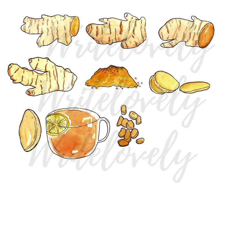 Watercolor Clipart Ginger Ginger Tea Ginger Powder - Etsy