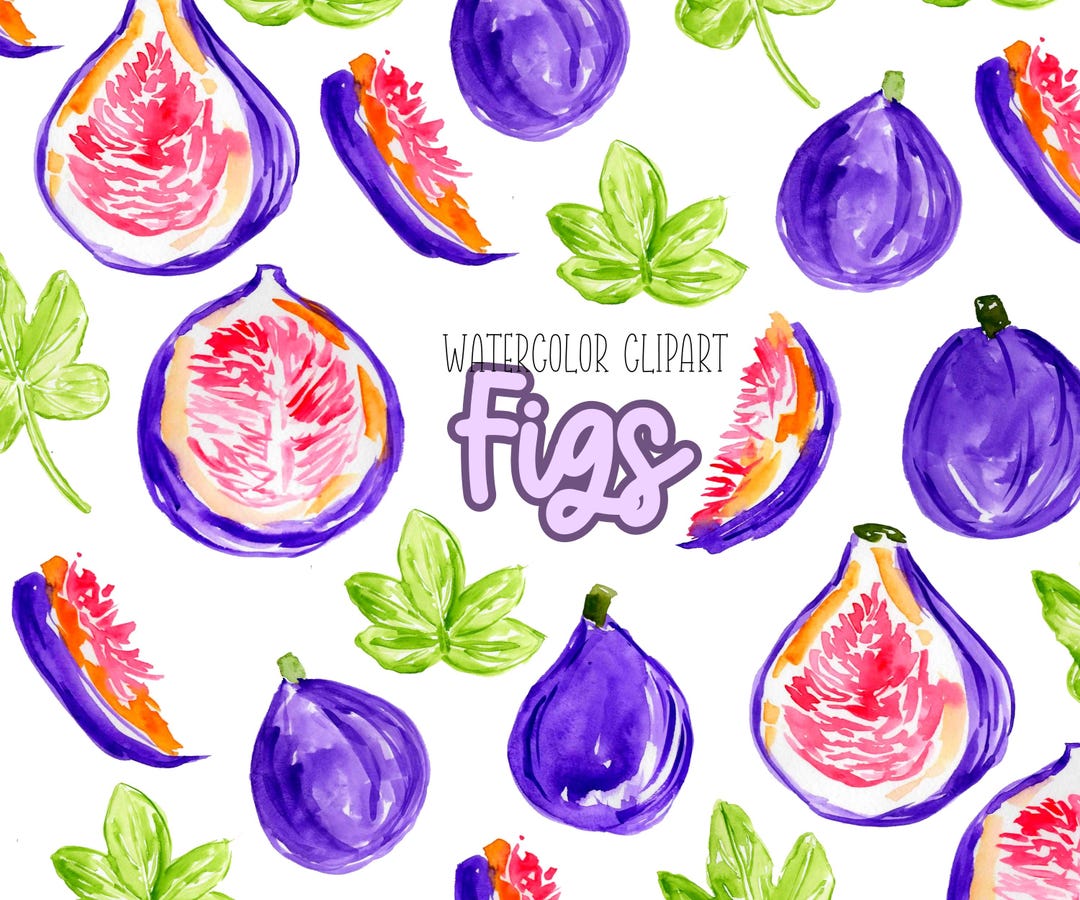 Watercolor Fig Clipart, Fruit, Food Graphics, Digital Download ...