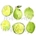 Fruit Watercolor Clipart - Lime Citrus Lemon Digital Sticker Commercial ...
