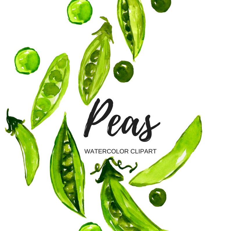 Watercolor Clipart Peas Peas in a Pod Vegetables Veggie - Etsy