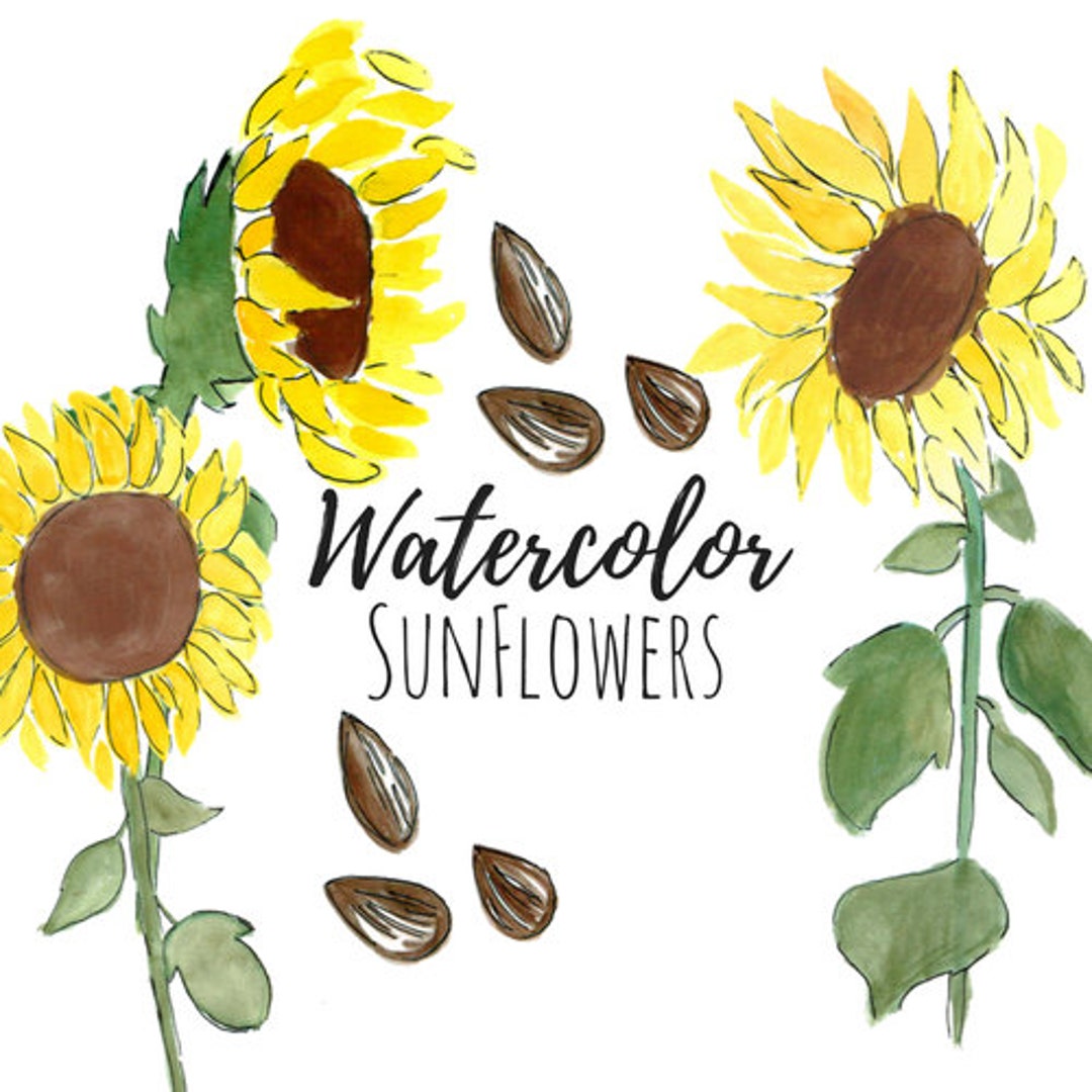 Watercolor Clipart Sunflower Sunflower Seeds Summer - Etsy