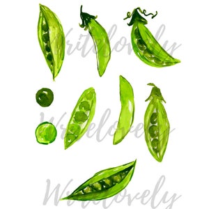 Watercolor Clipart - Peas, Peas in a Pod, Vegetables, Veggie, Harvest ...