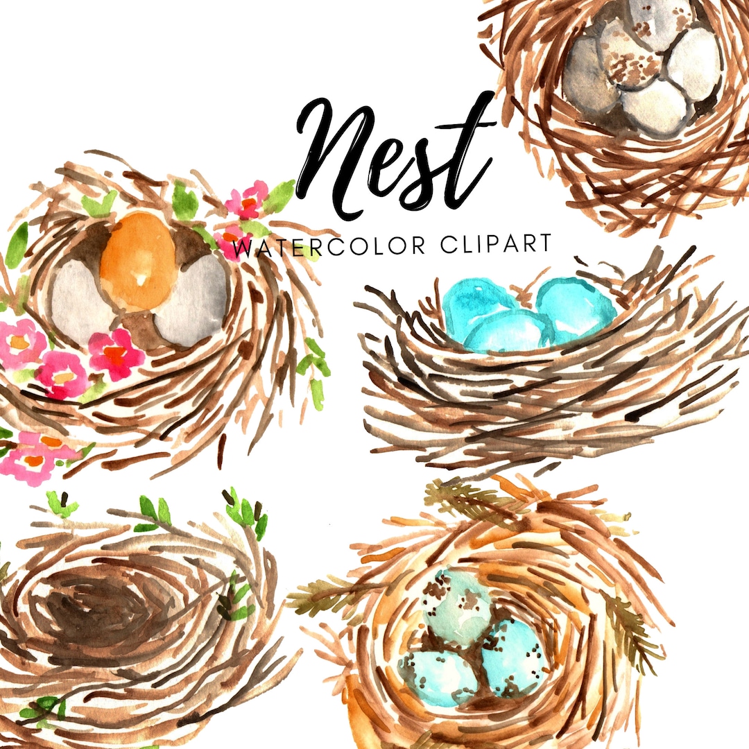 Spring Clipart, Watercolor Png Bird Nest Clipart Bird Egg Clipart ...