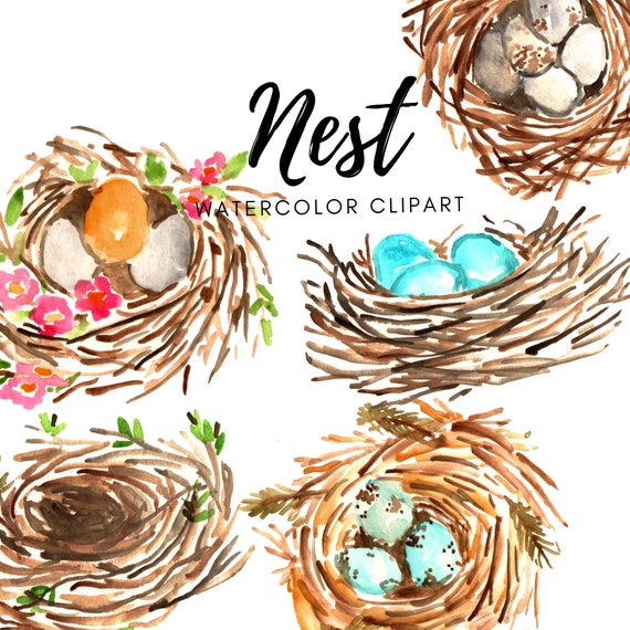 Bird Nest Graphic