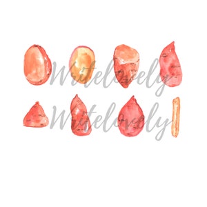 Watercolor Vegetable Sweet Potato Clip Art Commercial Use - Etsy