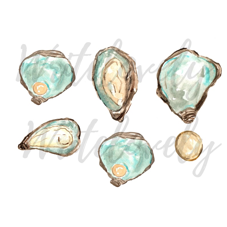 Watercolor Clipart Oyster Clipart Summer Clip Art - Etsy