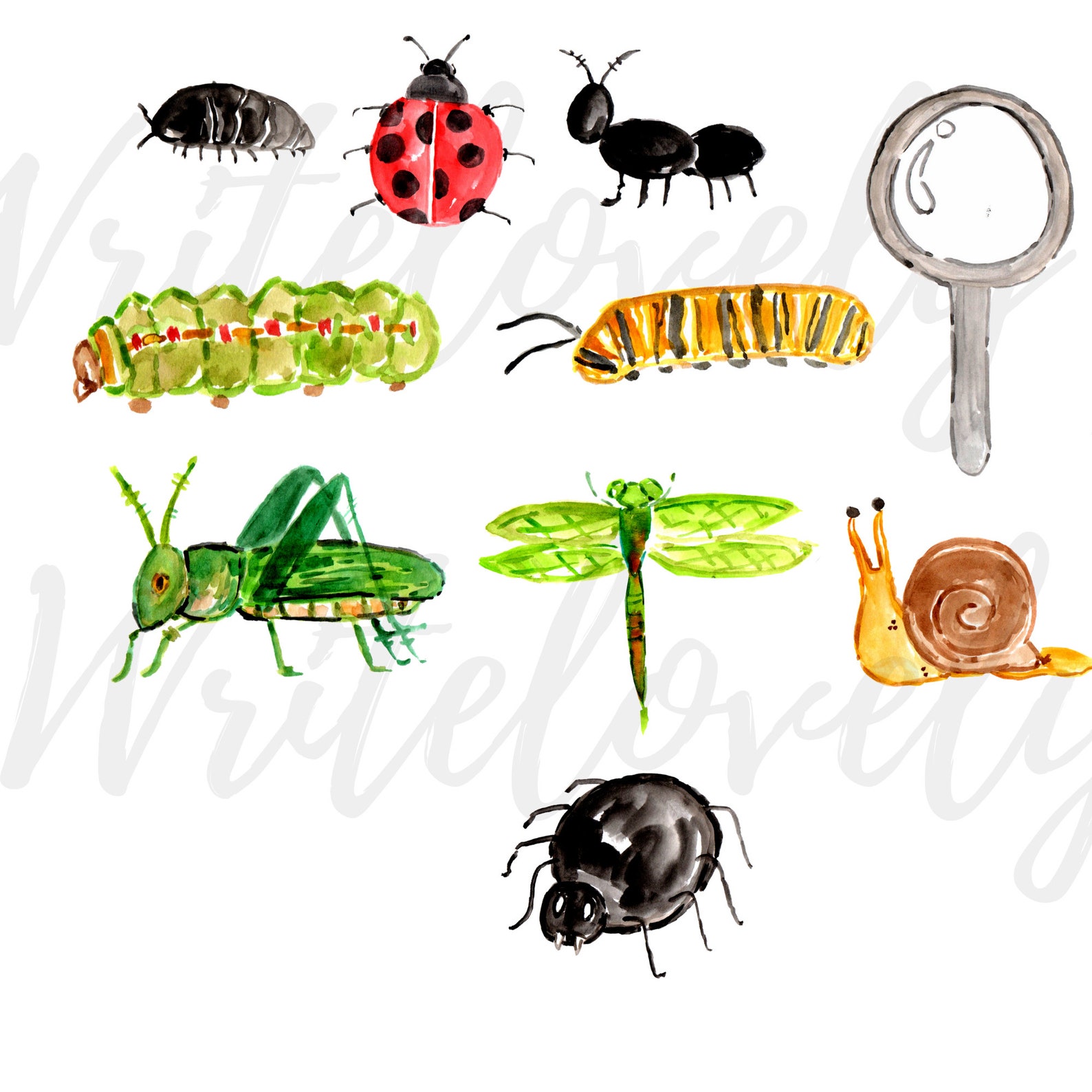 Watercolor Bug Clipart, Science Insect in Png Format, Digital Download ...