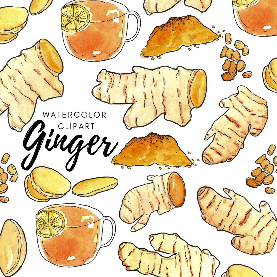 Watercolor Clipart Ginger Ginger Tea Ginger Powder - Etsy