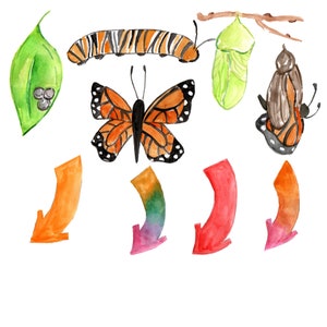 Watercolor Butterfly Life Cycle Clipart, Children Science Experiment ...