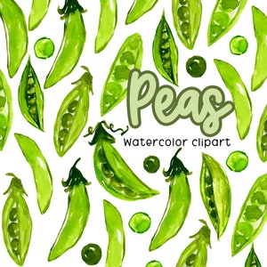 Watercolor Clipart - Peas, Peas in a Pod, Vegetables, Veggie, Harvest ...