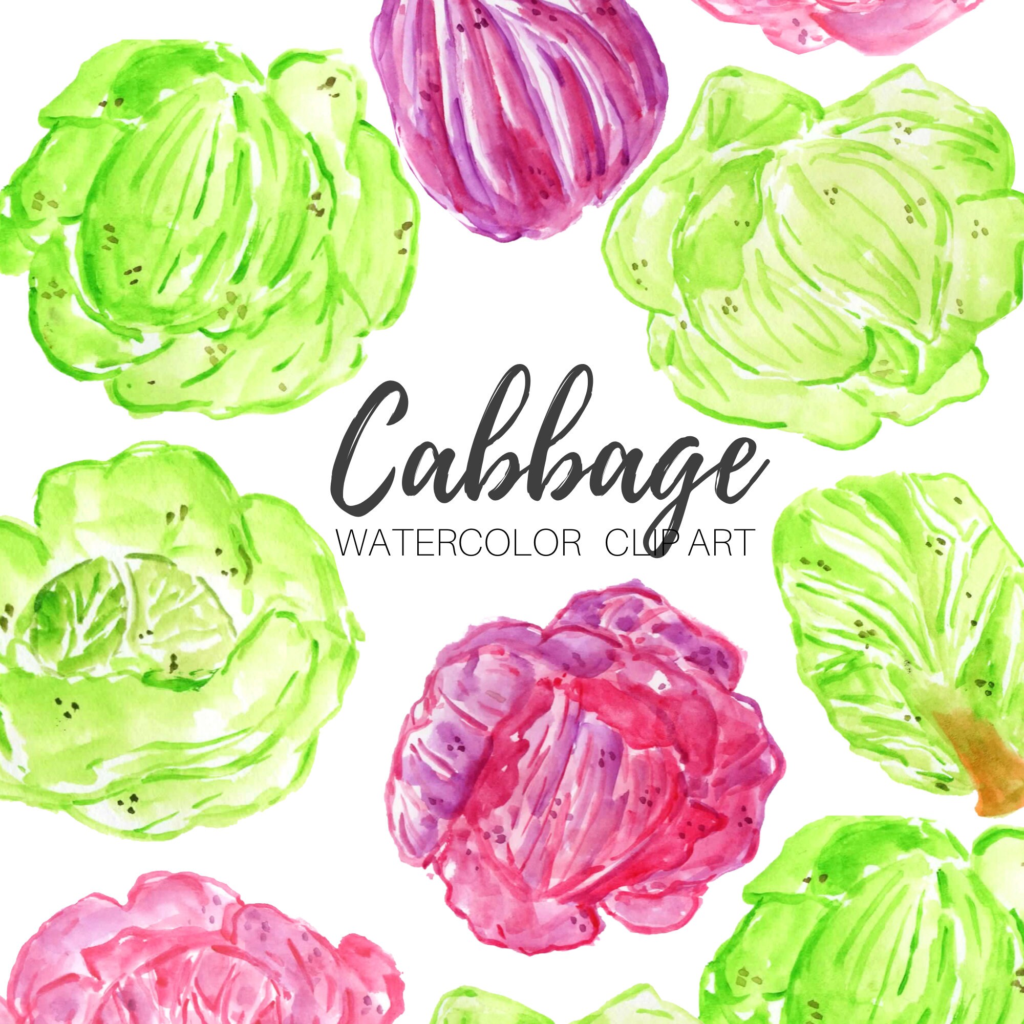 Red Cabbage Clip Art
