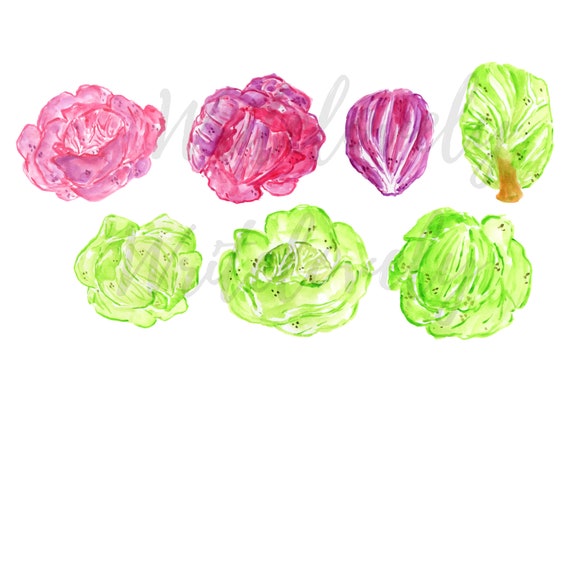 Red Cabbage Clipart