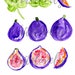 Watercolor Fig Clipart, Fruit, Food Graphics, Digital Download ...