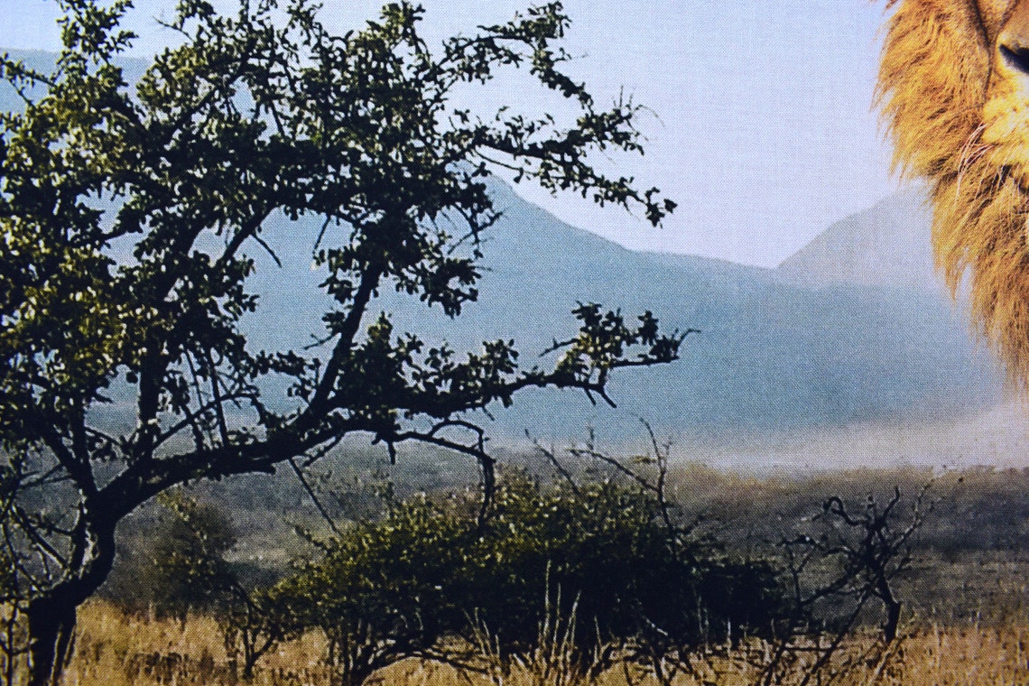 Lion Fabric Panel Quilting Panel Wild Kingdom Digital Panel | Etsy