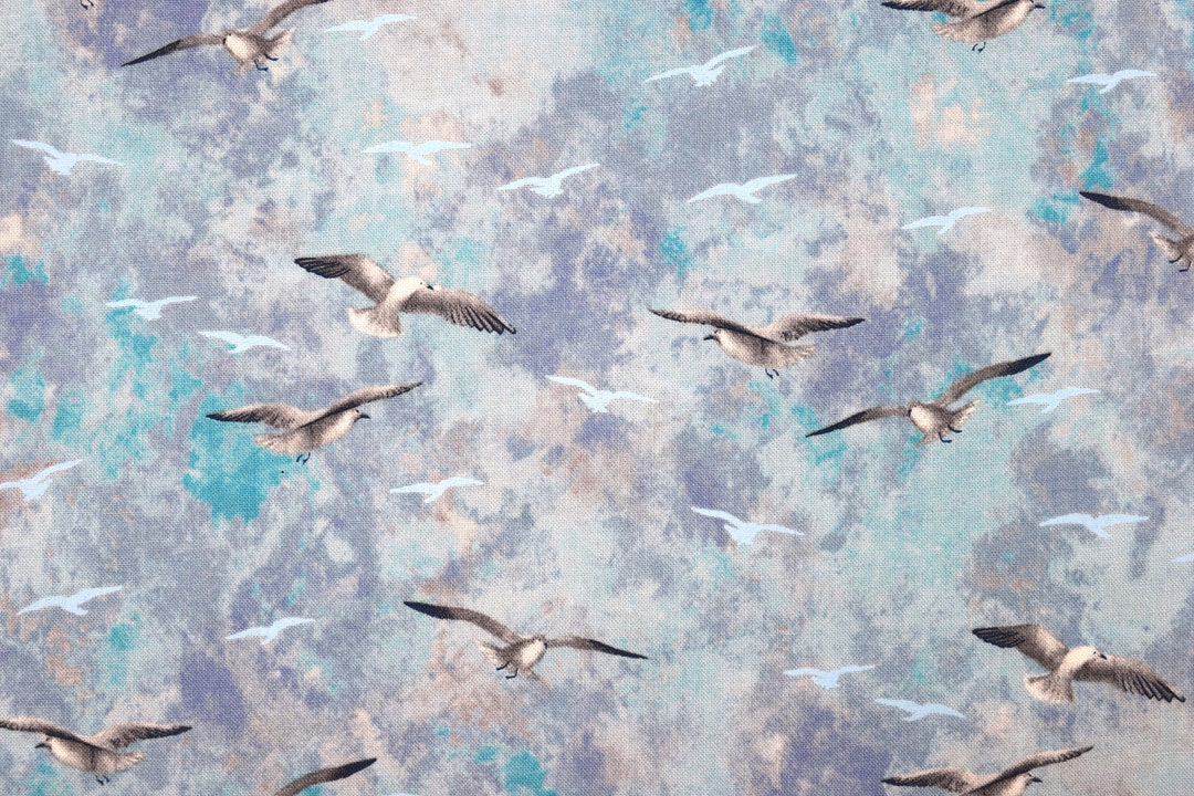 Seagull Fabric, Quilting Fabric, Seabird Fabric, Safe Harbour Range ...