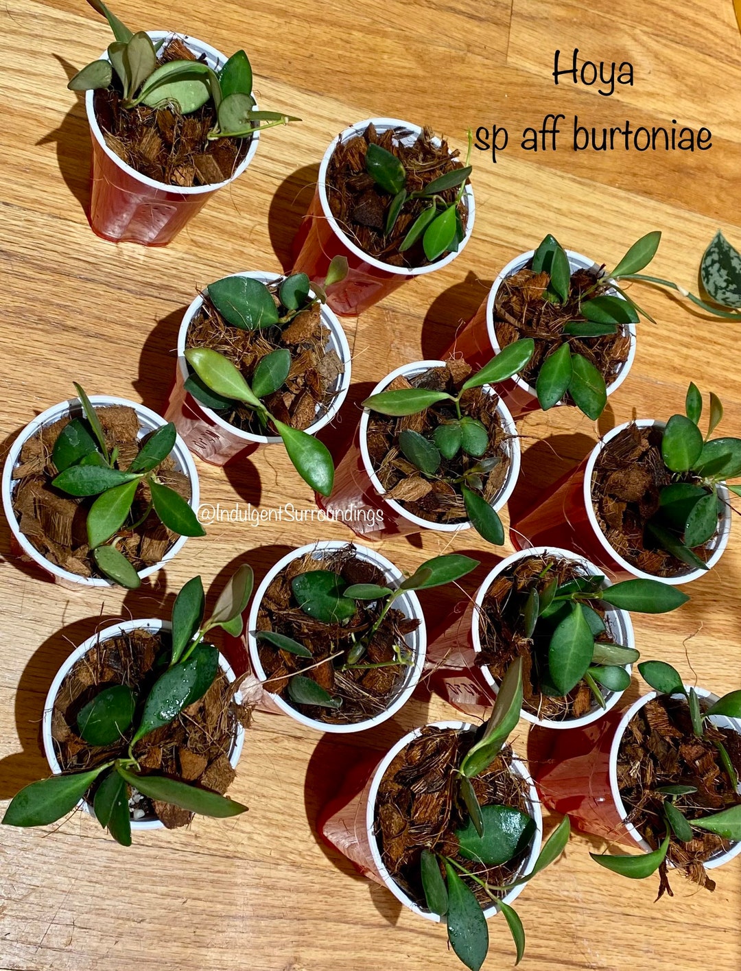 Hoya Sp. Aff Burtoniae Hoya Plant Fuzzy Hoya Sunstressed - Etsy