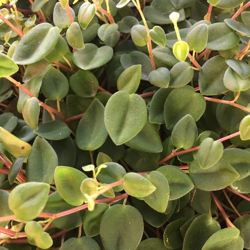 Peperomia Perciliata Syn. Fagerlindii cutting | Etsy