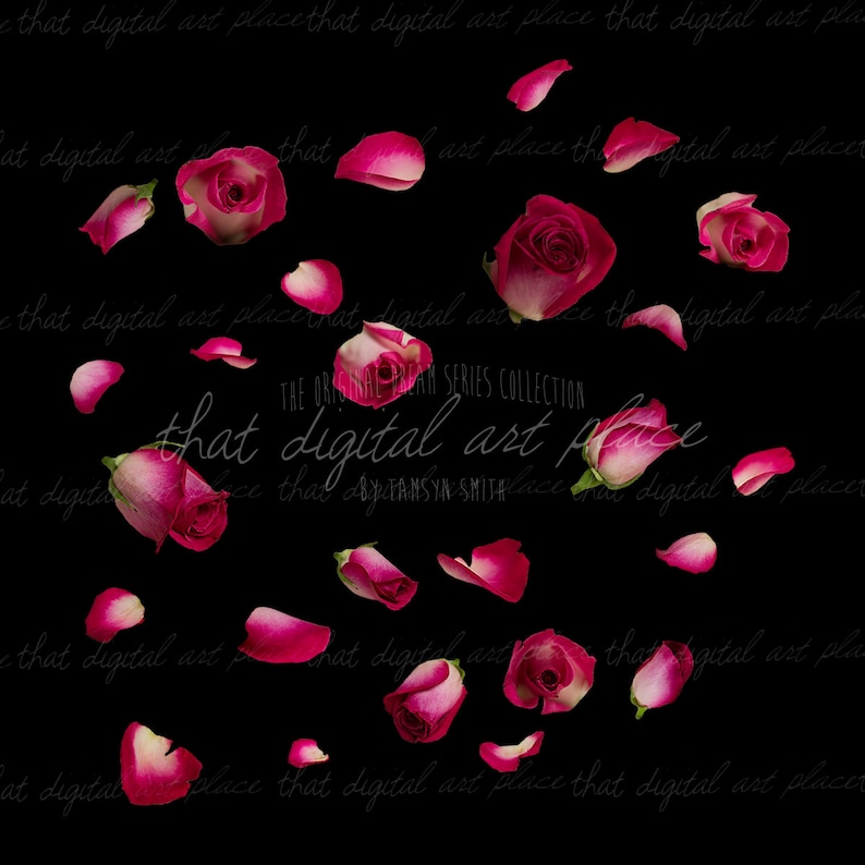 Deep Pink Rose Pngs / Rose Overlay / Digital Roses - Etsy