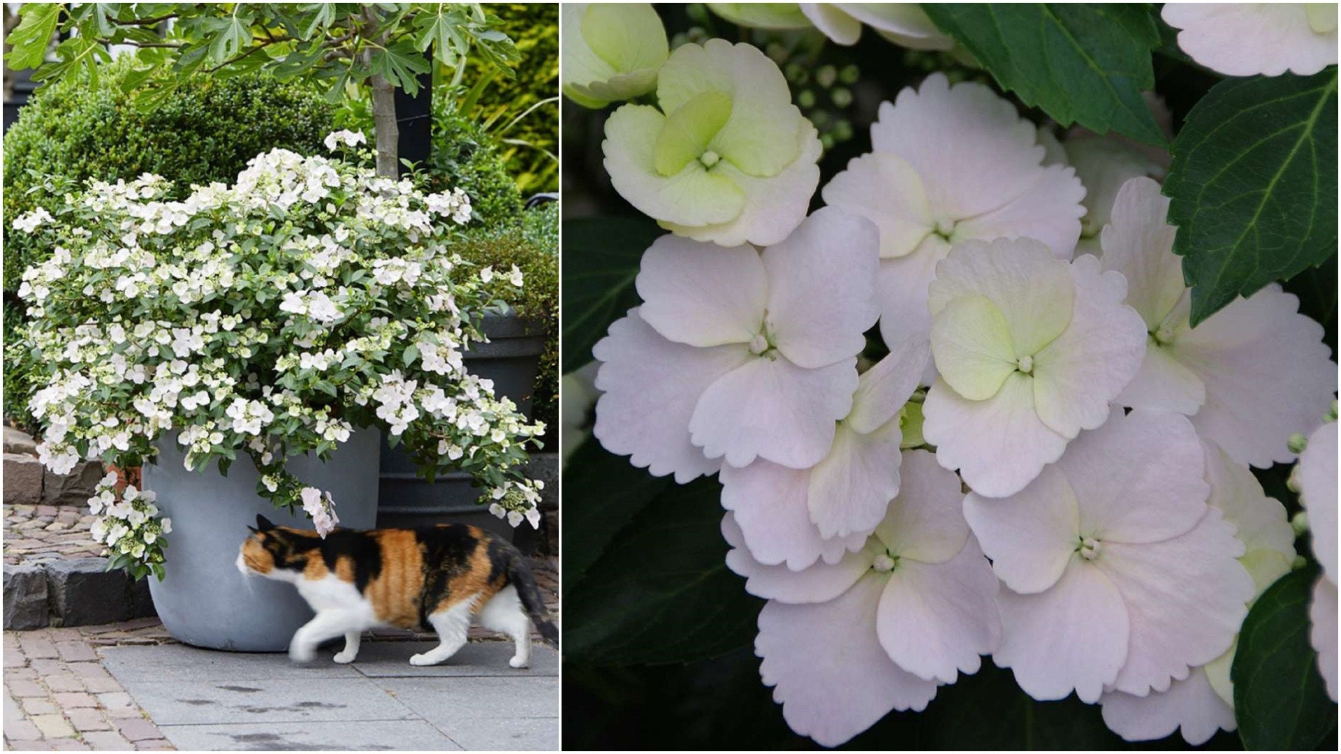 1 live plant FAIRYTRAIL BRIDE Cascade Hydrangea White Blooms | Etsy