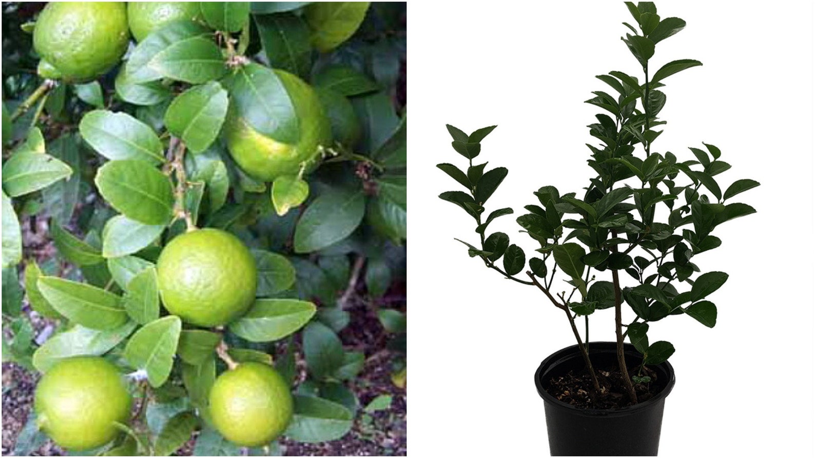 1 live plant Key Lime Tree 6 Pot Certificate no ship | Etsy