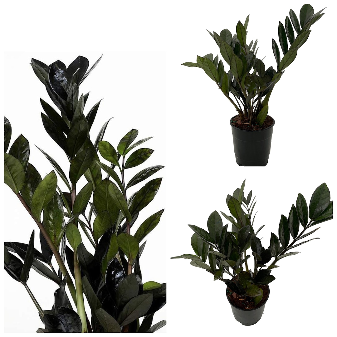 1 Plant Super Nova Black ZZ Plant Zamioculcas 5 Pot - Etsy