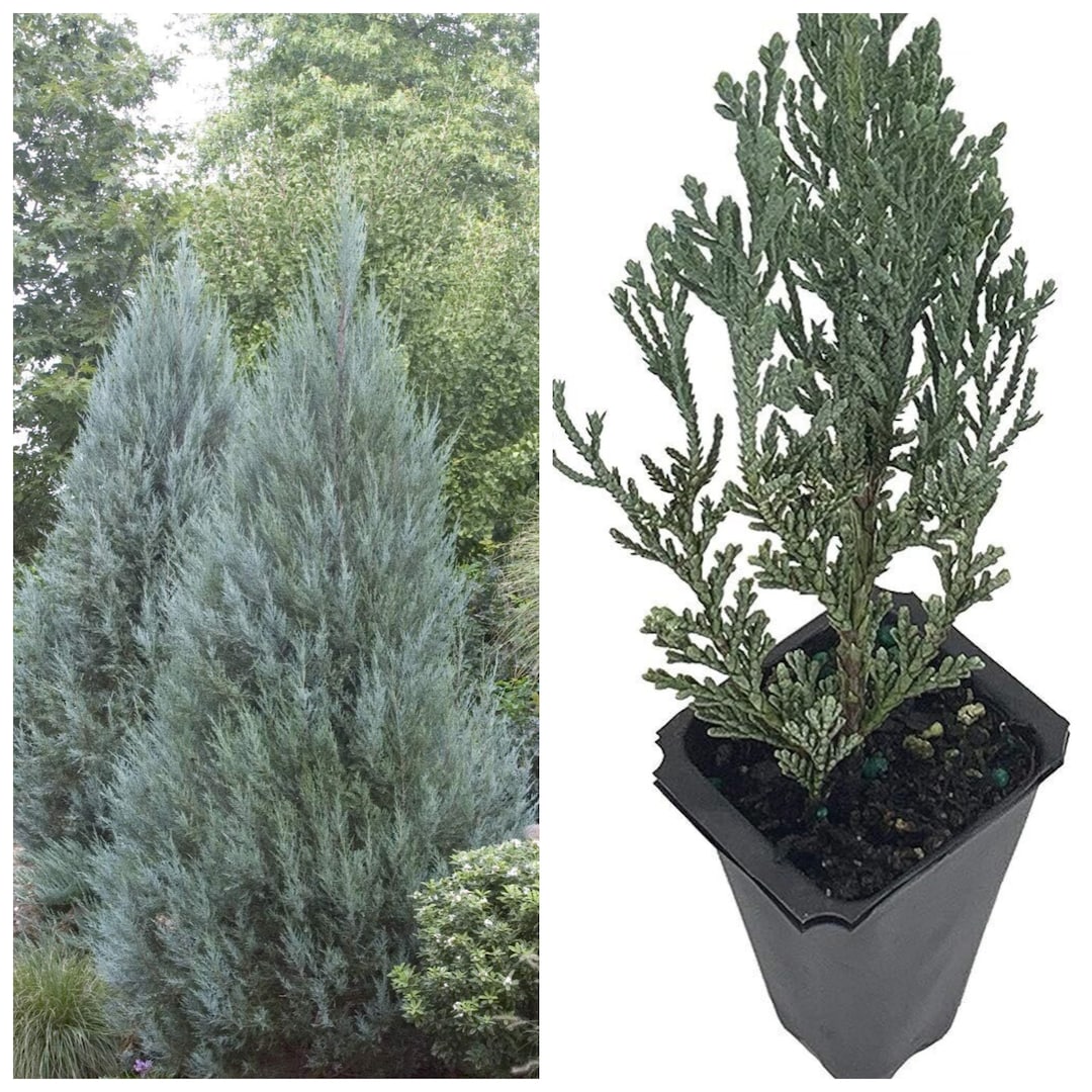 3 Live Trees Moonglow Juniper Juniperus Scopulorum Evergreen - Etsy