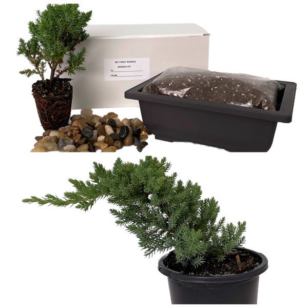 Japanese Juniper - Etsy